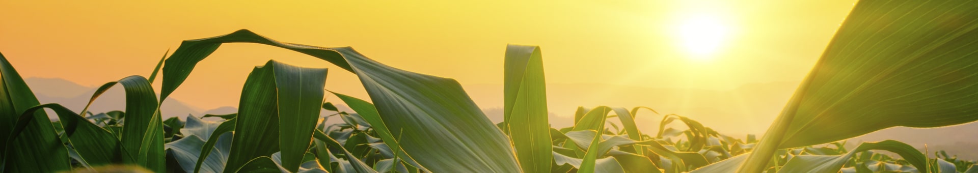 Wind Power, Agro and Oil | BlueWind